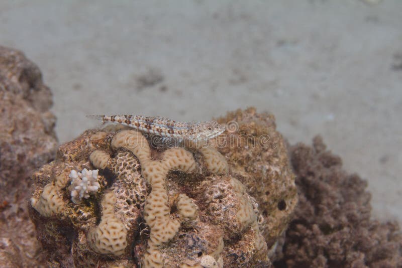 Reef Lizardfish in Red Sea stock photo. Image of diversity - 136400858