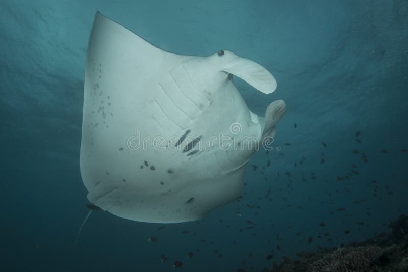 Reef Manta Ray stock photo. Image of giant, flap, tropical - 75068670