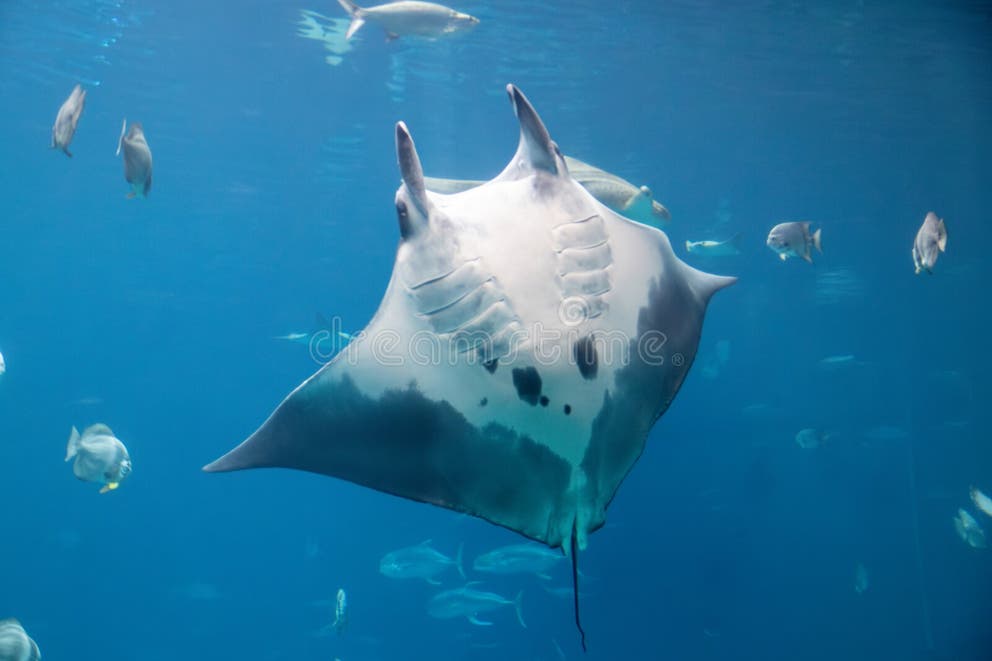 A Reef Manta Ray at a Local Aquarium Stock Photo - Image of mobula ...