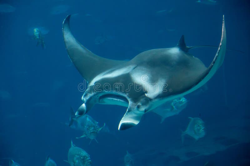 A Reef Manta Ray at a Local Aquarium Stock Image - Image of shark ...