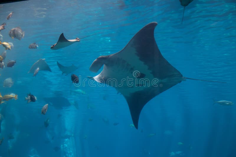 A Reef Manta Ray at a Local Aquarium Stock Image - Image of aquarium ...