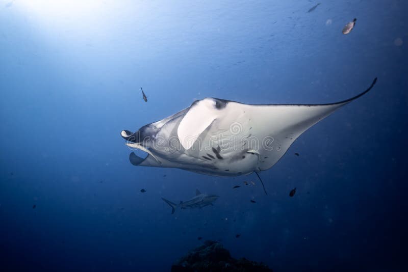 Reef Manta Ray Swimming in the Deep Blue Water Stock Photo - Image of ...