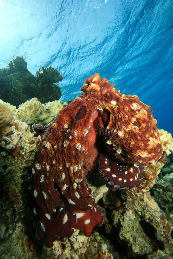 Reef Octopus stock image. Image of water, wildlife, animal - 14675101