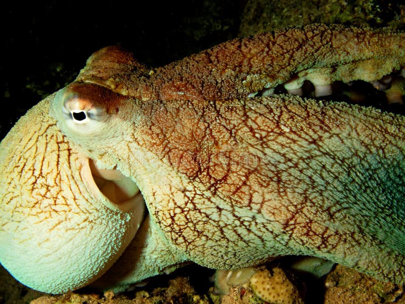 Reef octopus stock image. Image of reddish, tropical - 19386989