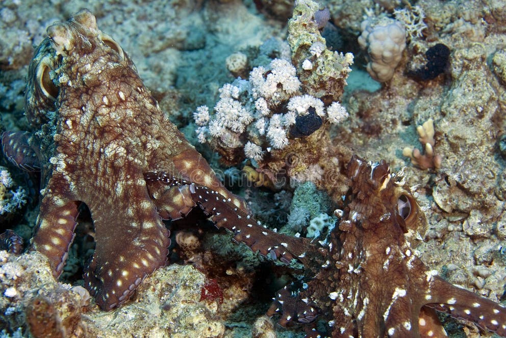 Reef Octopus (octopus Cyaneus) Mating Stock Image - Image of underwater ...