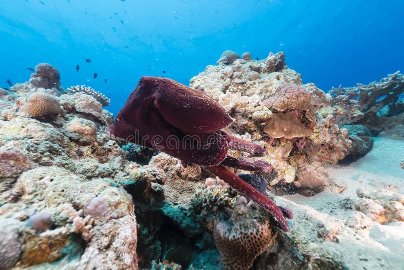 Reef Octopus (octopus Cyaneus) in the Red Sea. Stock Photo - Image of ...