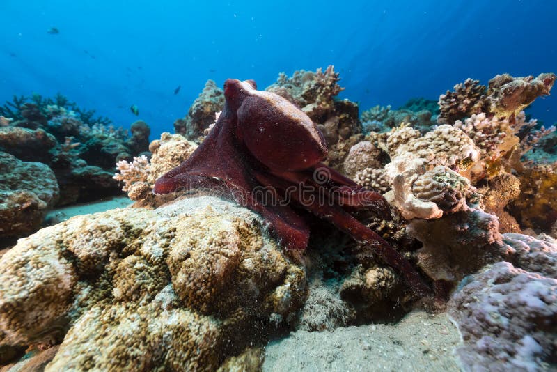 Scary Giant Octopus stock photo. Image of beautiful, bright - 17558946