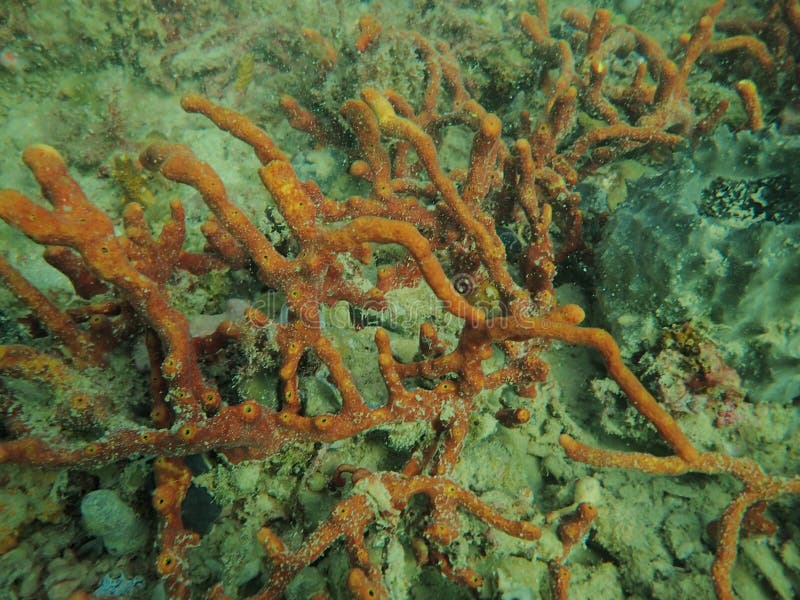 Orange Coral stock photo. Image of fish, life, reef - 160401208 Orange Coral stock photo. Image of fish, life, reef - 160401208