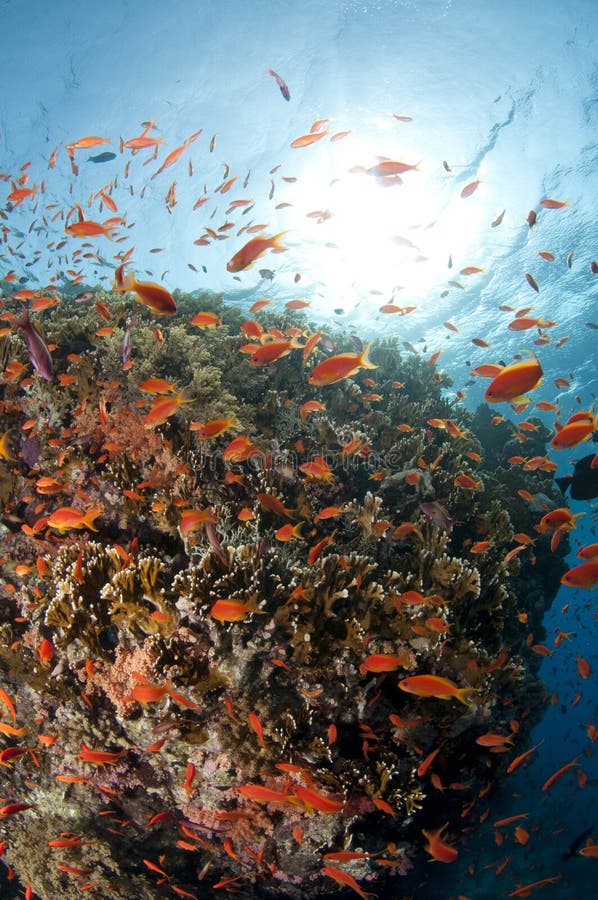 Reef and Colored School of Fish, Red Sea, Egypt Stock Image - Image of ...