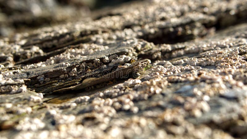 341 Close Up Rock Pools Stock Photos - Free & Royalty-Free Stock Photos ...