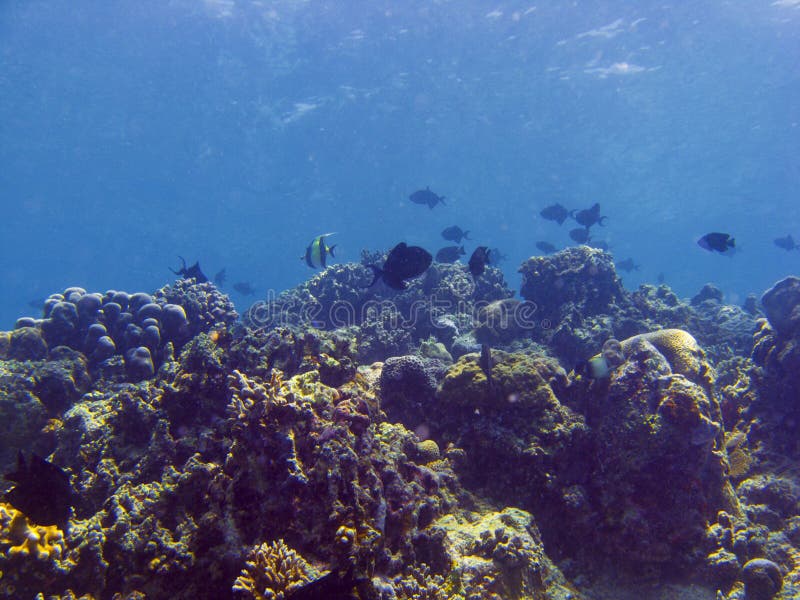 Reef stock photo. Image of aquatic, diving, biology, fauna - 32052224