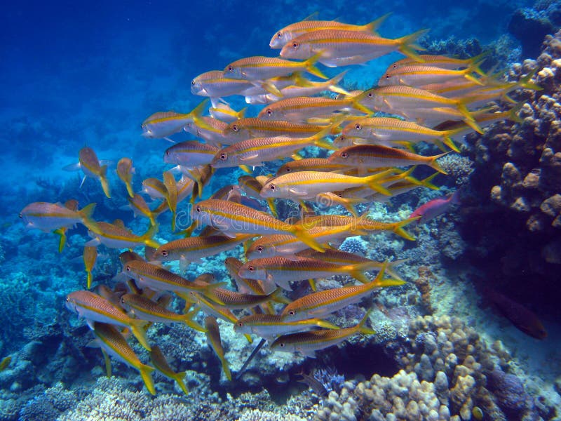 Fish swarm stock image. Image of aqua, dive, fish, sealife - 119365