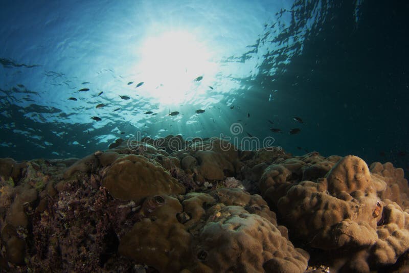 Reef scene at Ras Korali stock image. Image of fish, scuba - 22715441