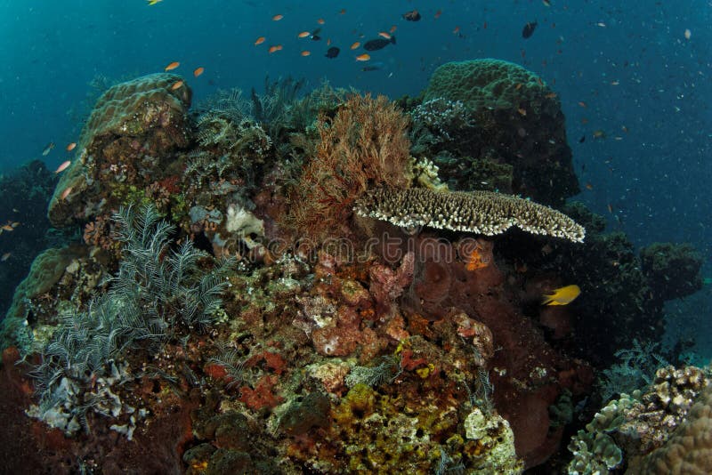 Sipadan Island Coral Reef Beneath Surface Borneo Stock Image - Image of ...