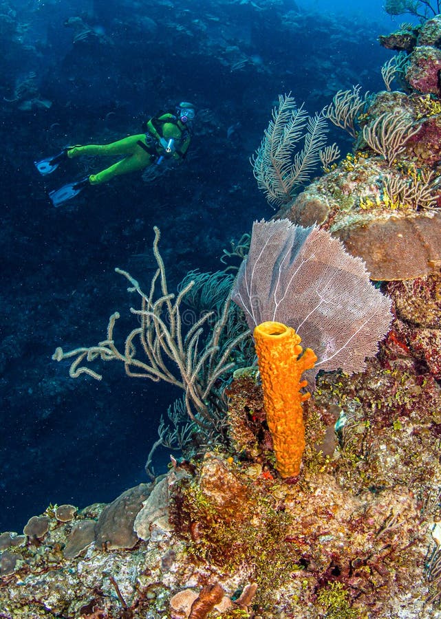Reef Scuba Diving in Belize Stock Photo - Image of aquatic, relaxation ...