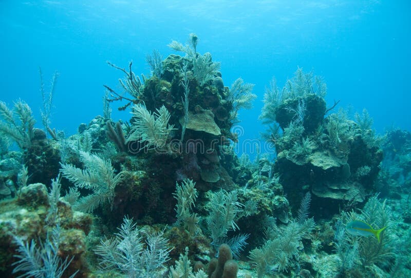 Reef and Sea Fans stock photo. Image of scuba, rock, seafans - 9568758