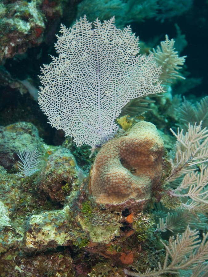 Reef and Sea Fans stock image. Image of rocks, reef, invertebrate - 9568795