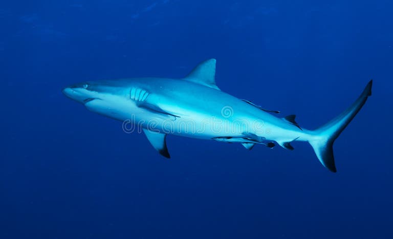Reef shark stock photo. Image of egypt, oceanic, deep - 10757900