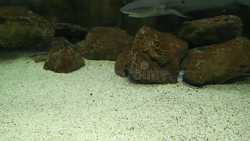 Reef Shark on the Bottom of the Water Stock Video - Video of reef ...