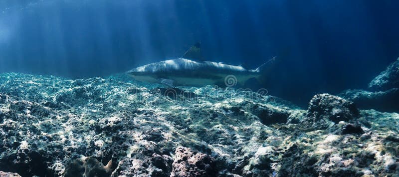Reef Shark in Rays of Light at the Coral Reef Stock Image - Image of ...