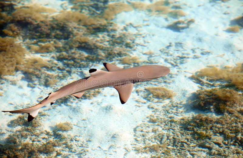 Reef Shark , the Top View through Crystal-clear Wa Stock Photo - Image ...