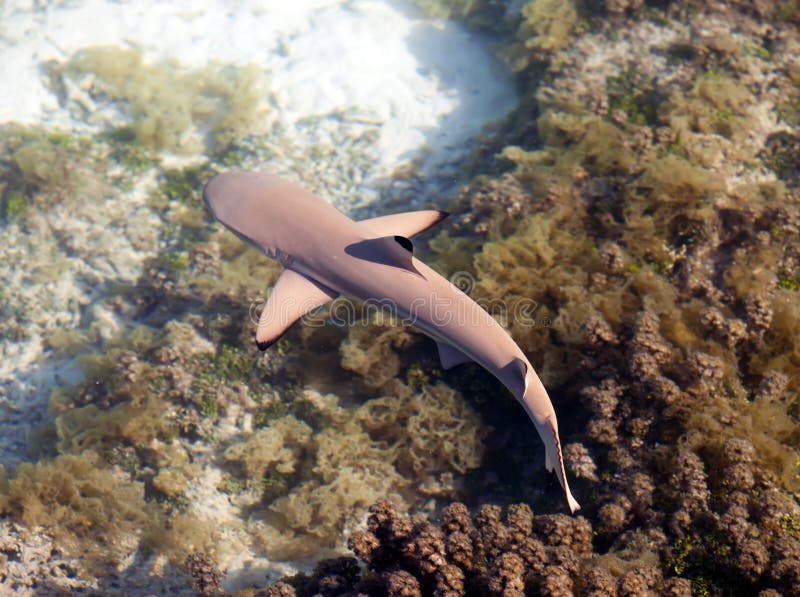 Reef Shark , the Top View through Crystal-clear Water Stock Photo ...