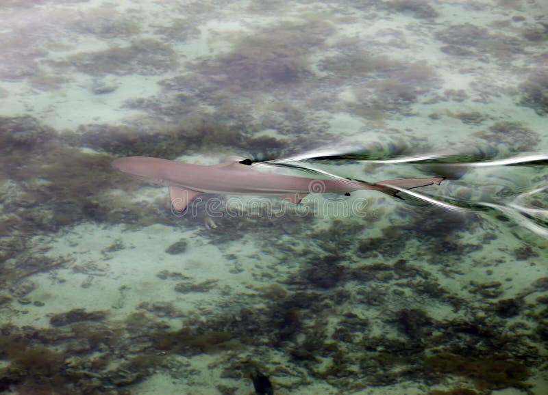 Reef Shark , the Top View through Crystal-clear Water Stock Photo ...
