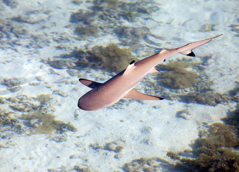Reef Shark , the Top View through Crystal-clear Water Stock Photo ...