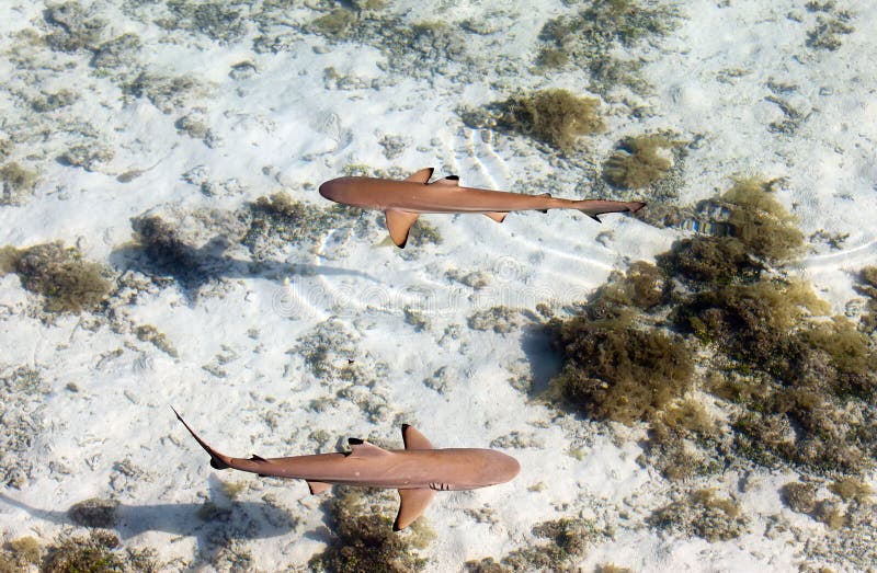 Reef Shark , the Top View through Crystal Clear Water Stock Image ...