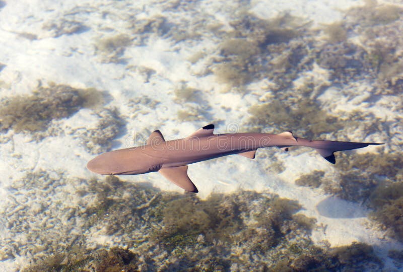 Reef Shark , the Top View through Crystal Clear Water Stock Image ...
