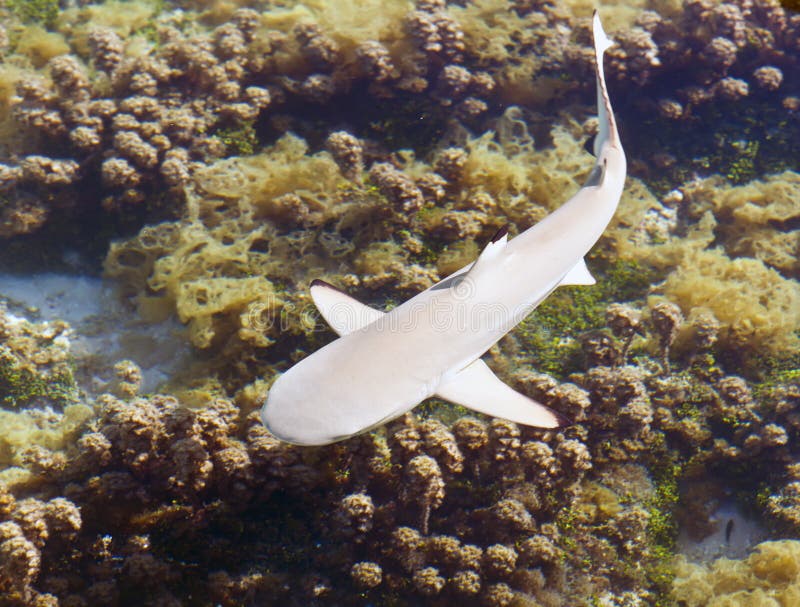 Reef Shark , the Top View through Crystal Clear Water Stock Photo ...