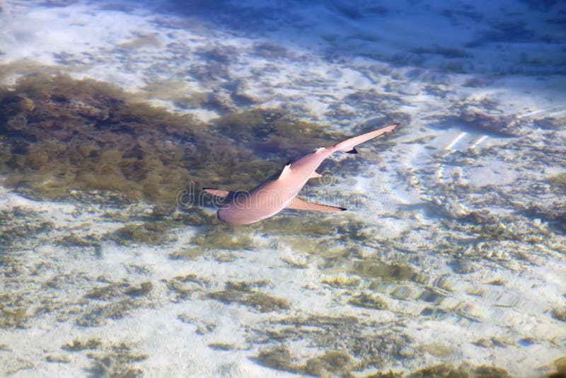 Reef Shark , the Top View through Crystal-clear Water Stock Photo ...