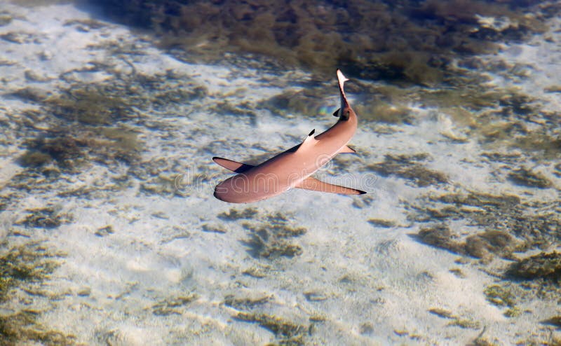 Reef Shark , the Top View through Crystal-clear Wa Stock Photo - Image ...