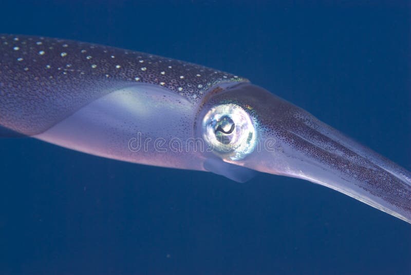 Reef Squid stock image. Image of common, colourful, fish - 13778781