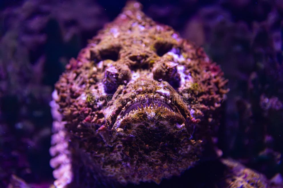 Reef Stonefish in Cairns, Australia Stock Photo - Image of tropical ...