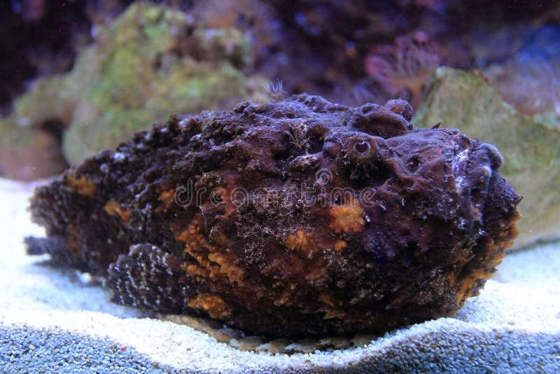 Reef Stonefish Synanceia Verrucosa in the Red Sea Stock Photo - Image ...