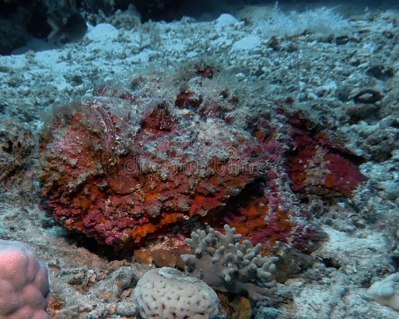 Reef Stonefish Synanceia Verrucosa in the Red Sea Stock Photo - Image ...