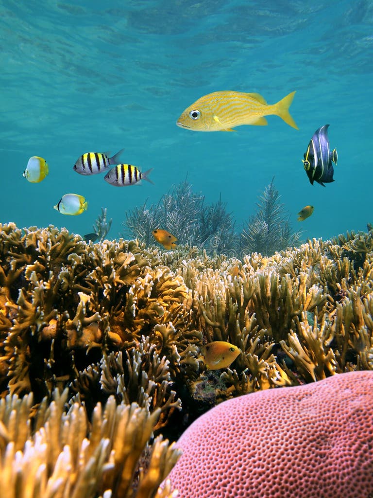 703 Aruba Fish Stock Photos - Free & Royalty-Free Stock Photos from ...