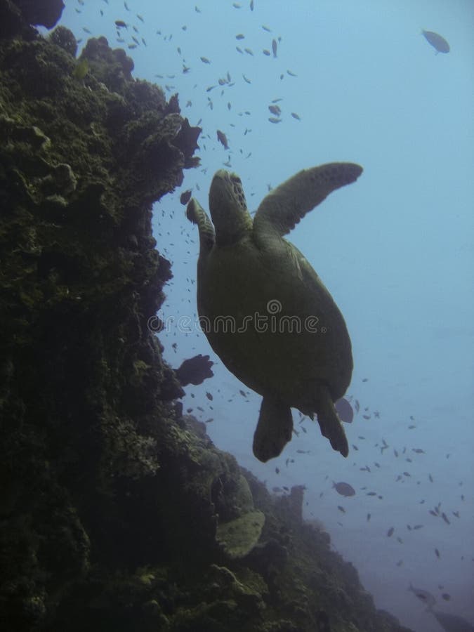Green Sea Turtle Sipadan Coral Reef Stock Image - Image of scuba, fish ...