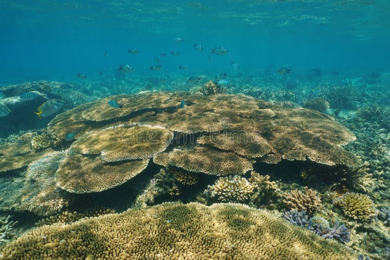 Reef Underwater Table Coral and Fish Pacific Ocean Stock Photo - Image ...