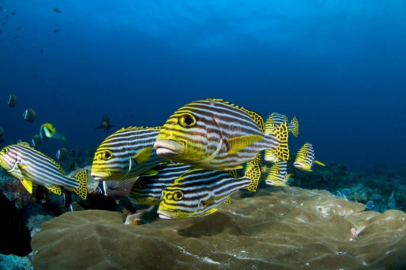 Reef and Yellow Fish, Indian Ocean, Maldives Stock Image - Image of ...