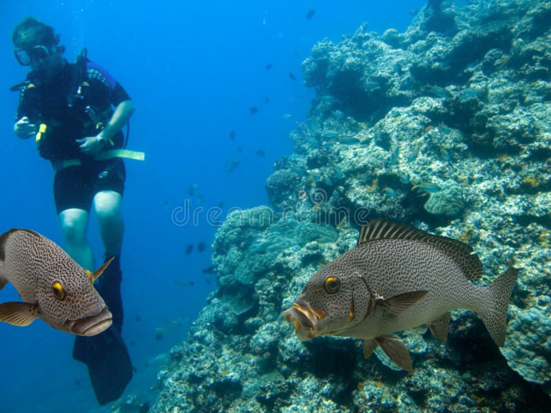 Reefcods stock photo. Image of cephalopholis, scuba, estuary - 8448730