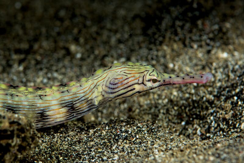 Reeftop pipefish fish stock image. Image of natural - 220891635