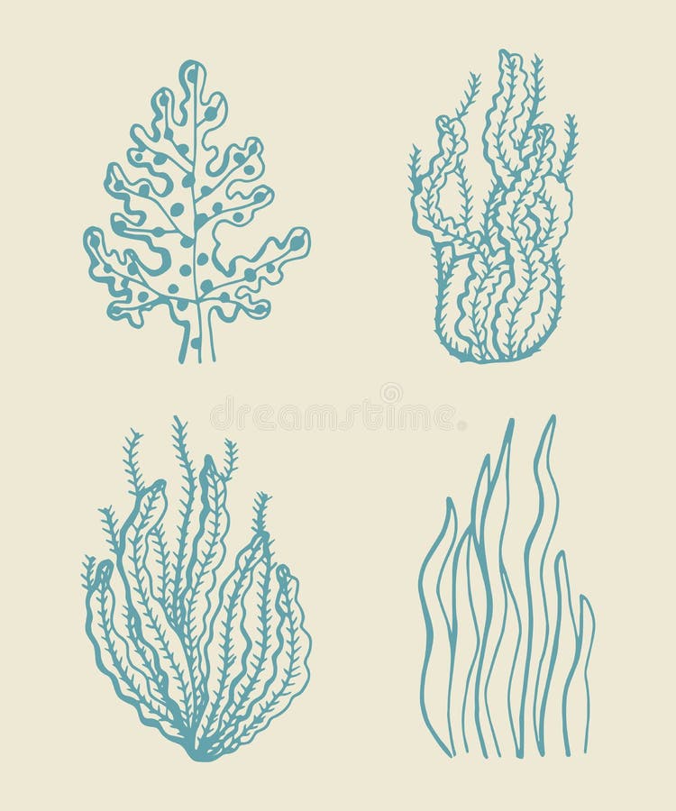 Reeks Van De Zeewier De Vectorschets Illustratie Vector Illustratie ...