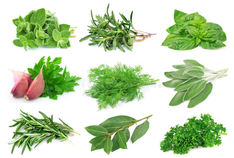 Reeks van groen kruid stock foto. Image of hoofd, daling - 28609270