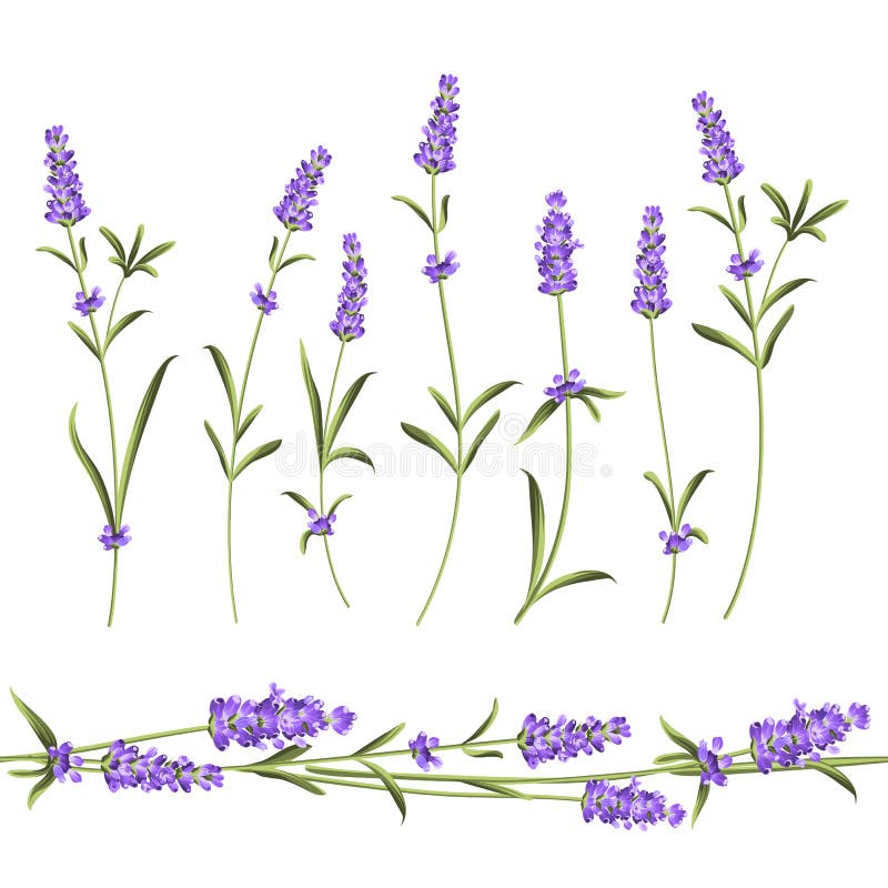 Illustratie van lavendel vector illustratie. Illustration of schets ...