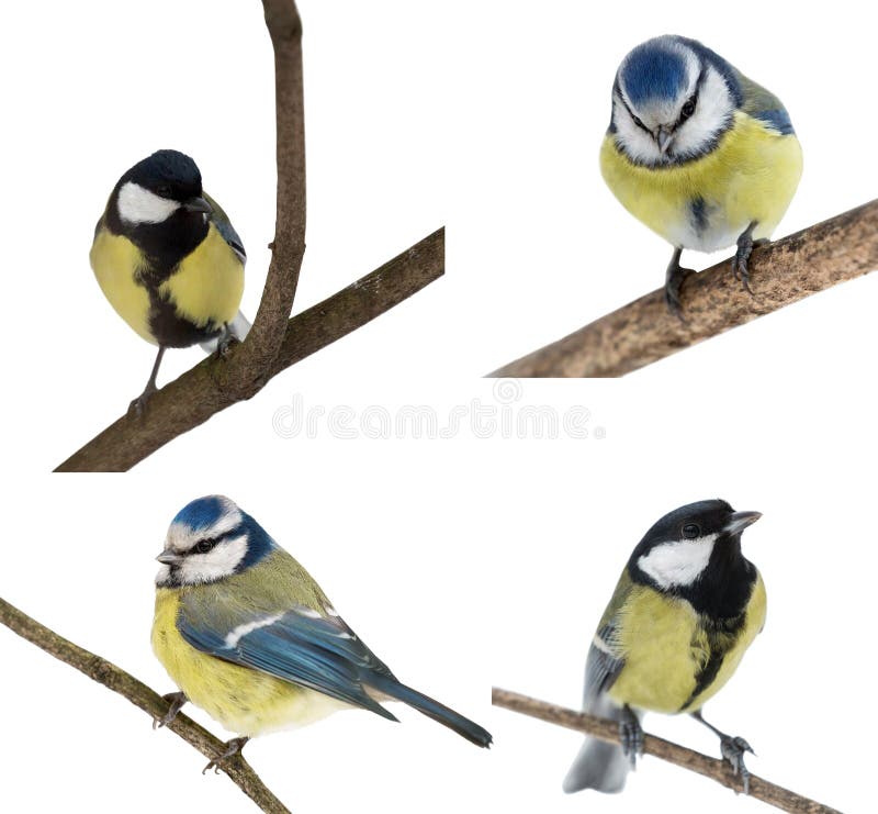 Reeks Van Vier Die Mezen Op Wit Wordt Geïsoleerd Stock Foto - Image of ...