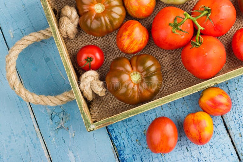 Reeks Verschillende Soorten Tomaten Stock Afbeelding - Image of tomaat ...