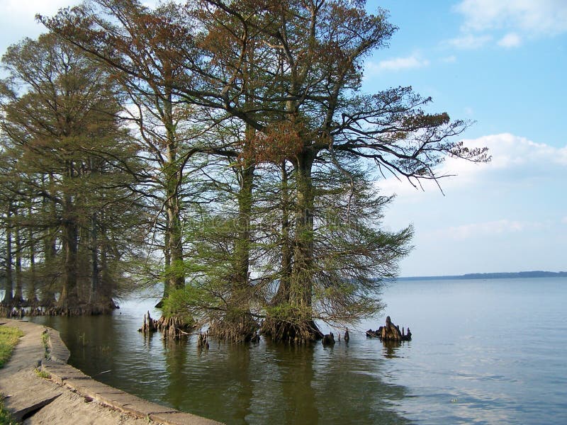 Reelfoot Lake stock image. Image of cypress, bass, tennessee - 1040847