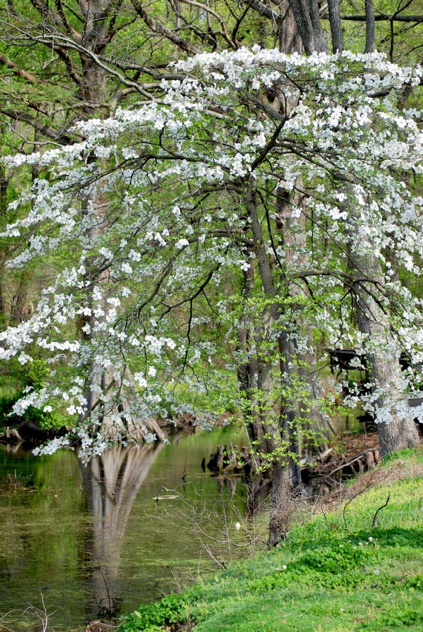 Swamp Dogwood Stock Photos - Free & Royalty-Free Stock Photos from ...